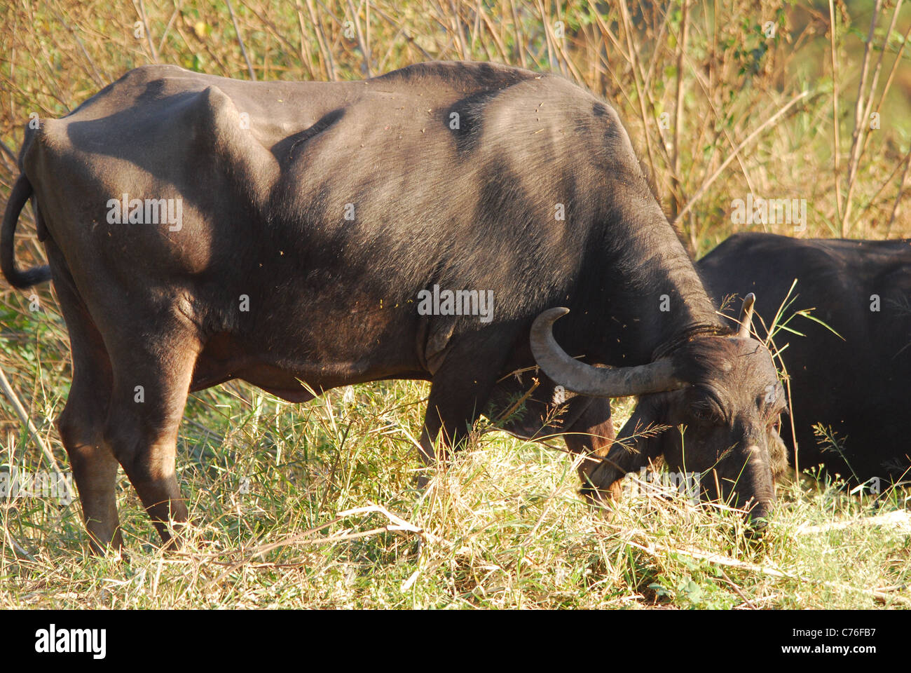 Black buffalo eat the grass hi-res stock photography and images - Alamy