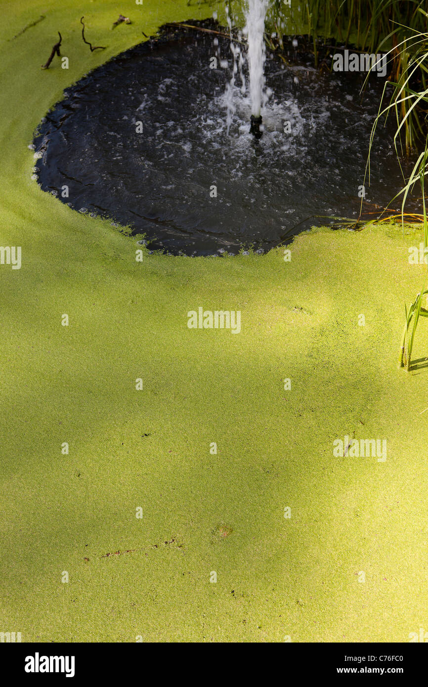 Algae in British river Stock Photo - Alamy
