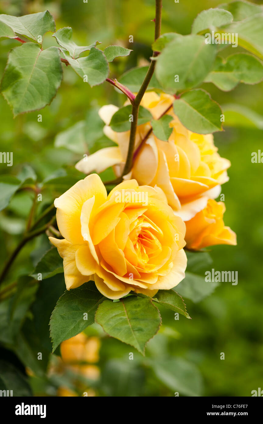 Rosa Graham Thomas ‘Ausmas’ in flower Stock Photo - Alamy
