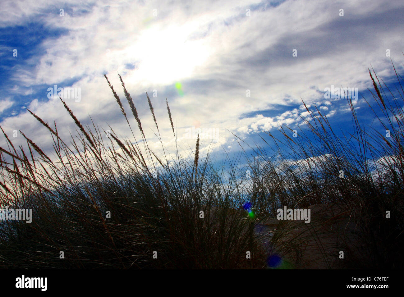 Atlantic sea grass hi-res stock photography and images - Alamy