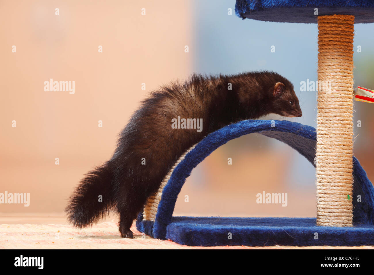 Ferret / (Mustela putorius forma domestica) / cat tree Stock Photo - Alamy