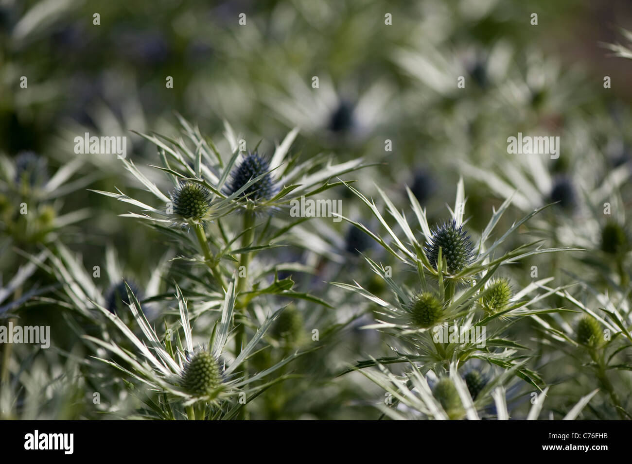 Eryngium x zabelii, Sea Holly, in bloom Stock Photo - Alamy