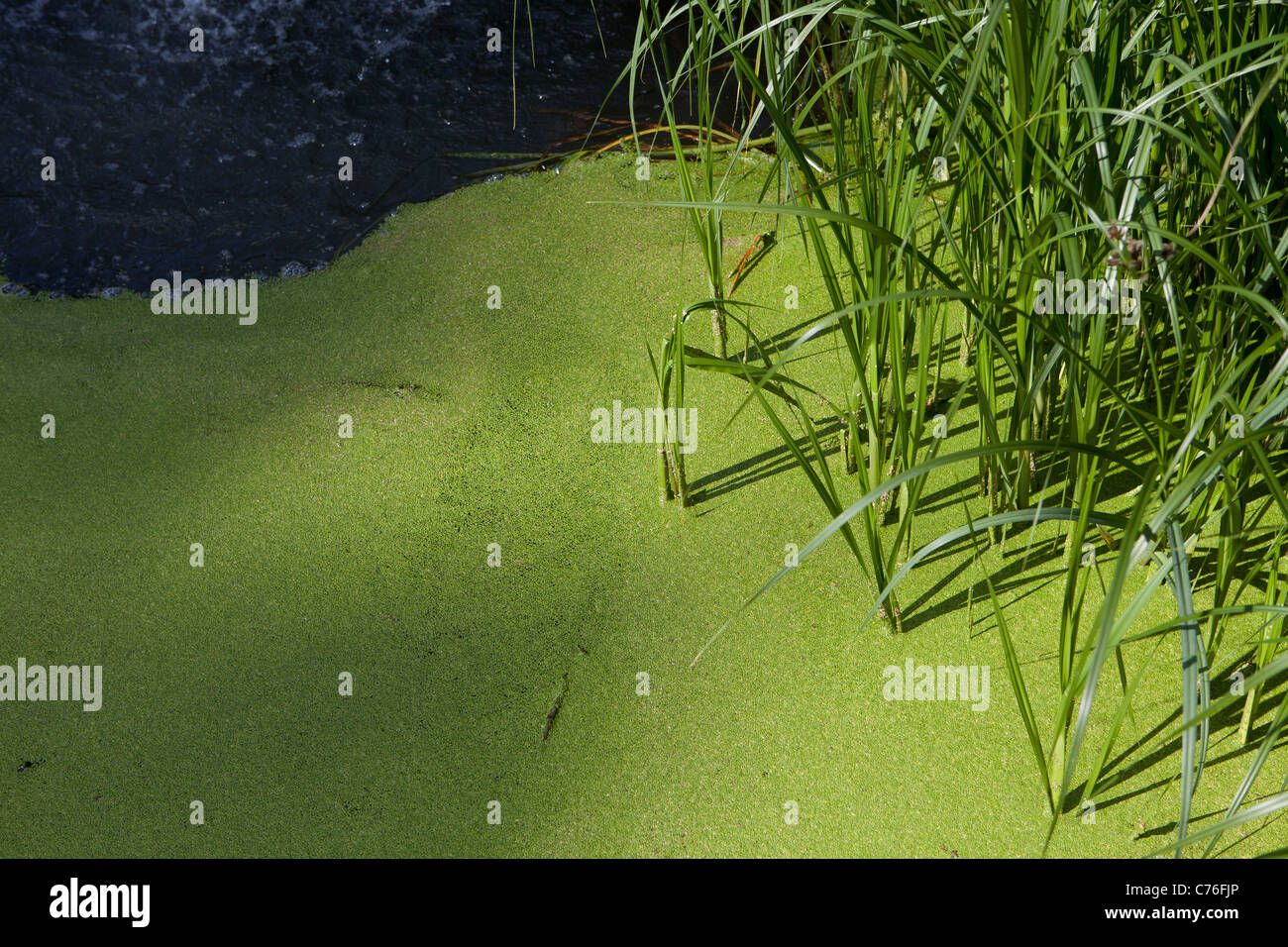 Algae in British river Stock Photo - Alamy