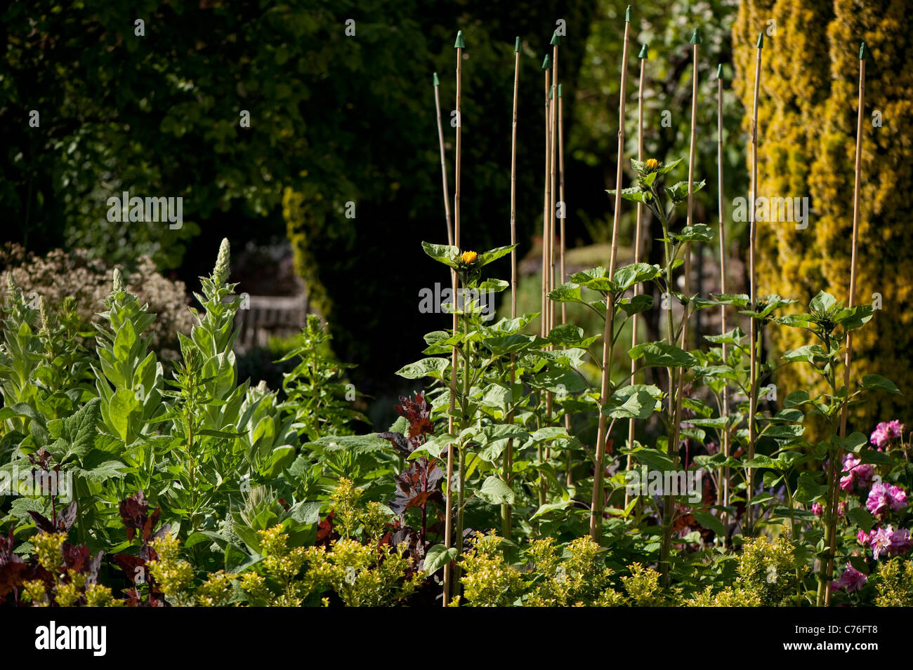 Sunflower plants, Helianthus annuus, supported by bamboo canes, The ...
