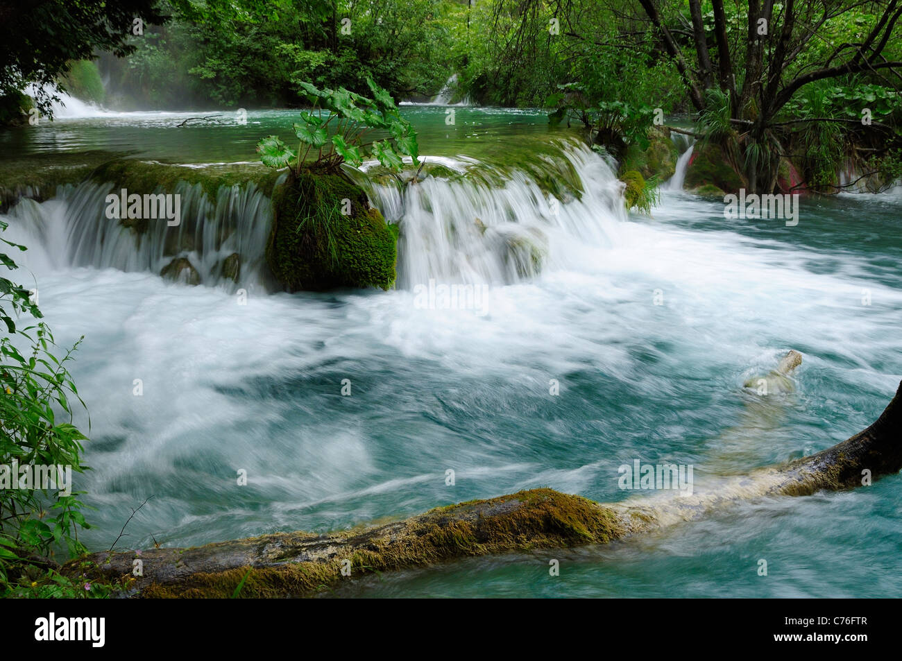 Milke Trnine waterfall overhung by trees and with Butterbur (Petasites ...