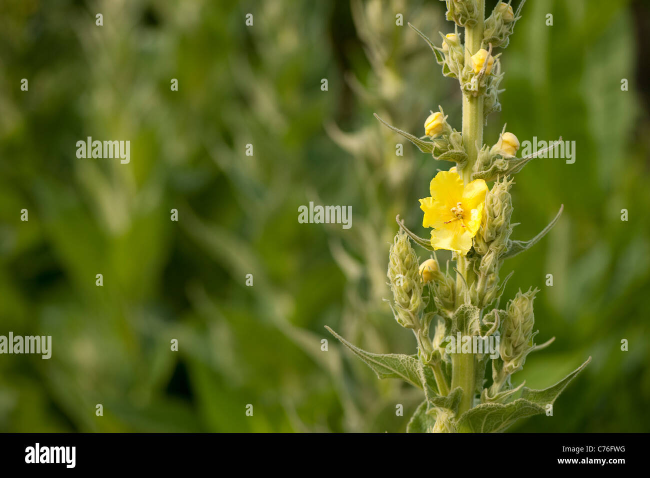 Verbascum thapsus, Great or Common Mullein, in flower Stock Photo - Alamy