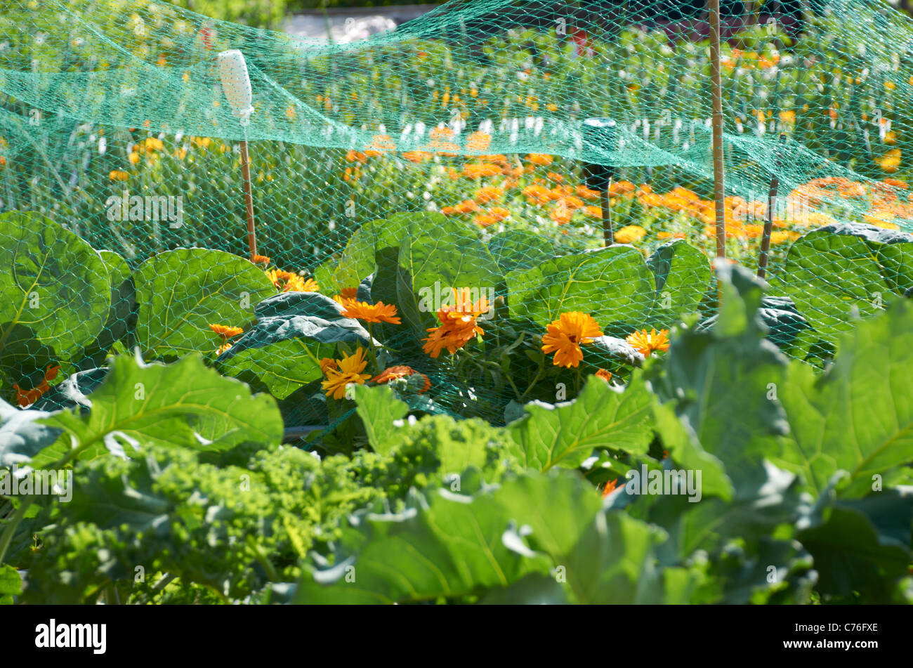 Vegetables growing in community allotment gardens hi-res stock ...