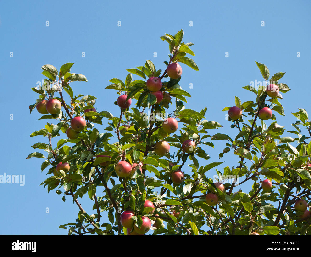 Apple Tree with Ripe Apples and leaves against a blue sky, Dorset ...