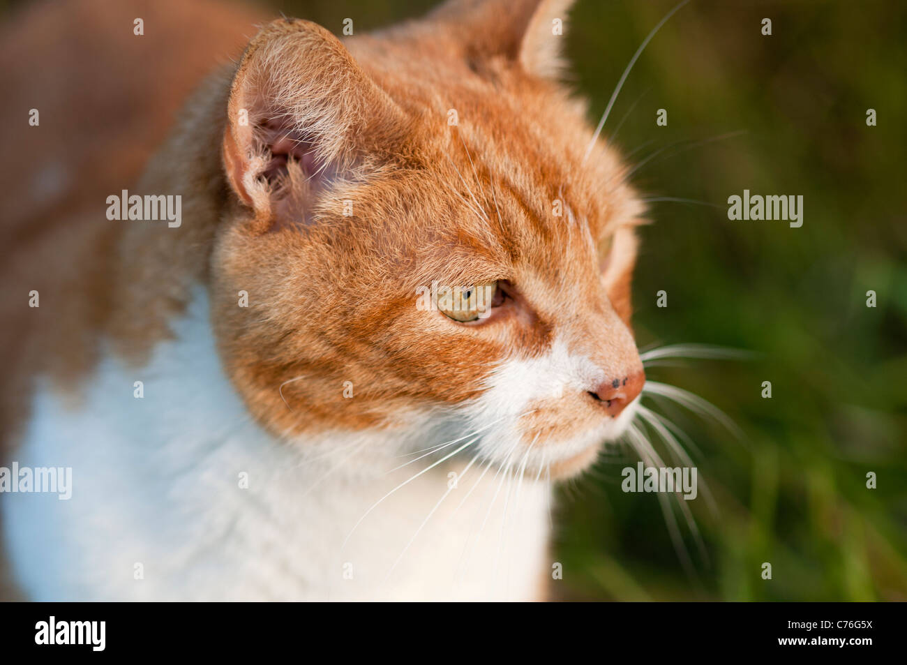 Red and white feral cat Stock Photo - Alamy