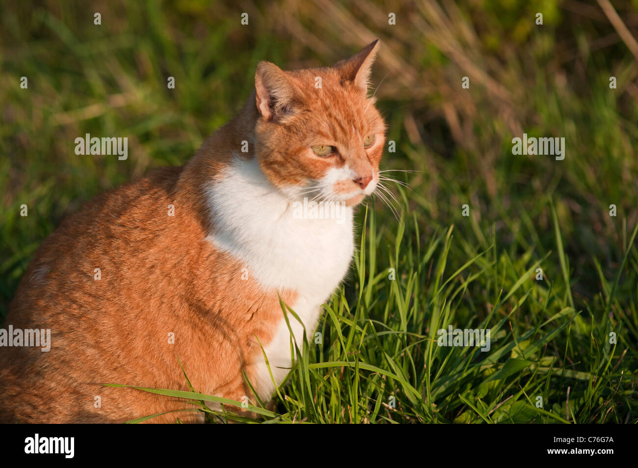 Red and white feral cat Stock Photo - Alamy