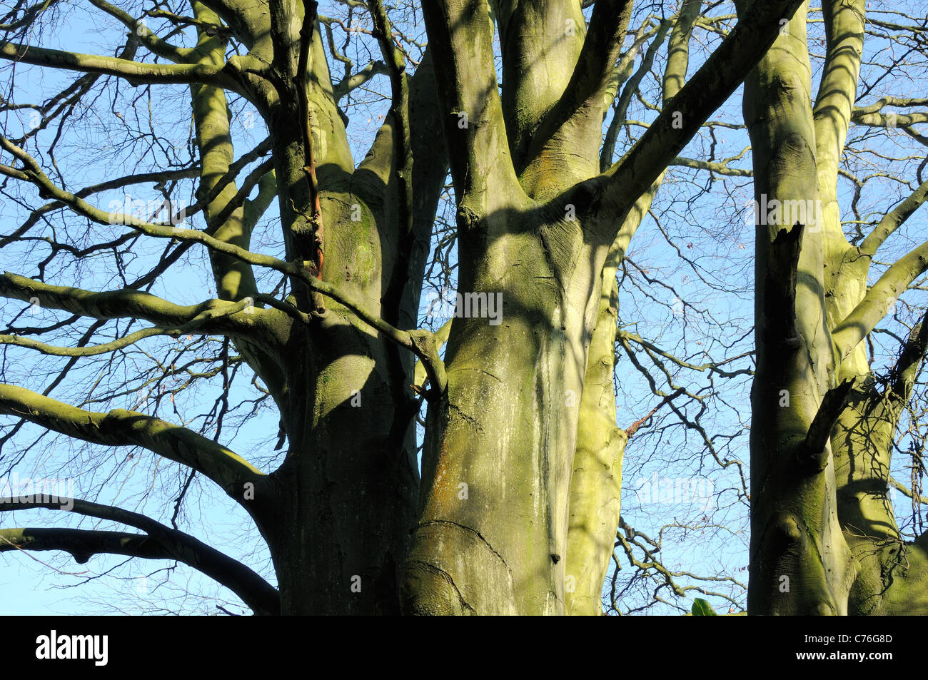 Pleurococcus Sp High Resolution Stock Photography and Images - Alamy