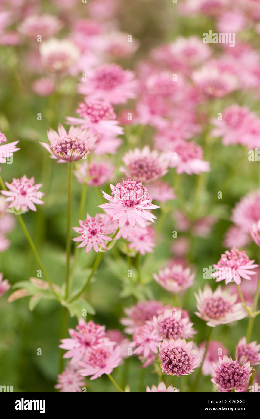 Astrantia major roma hi-res stock photography and images - Alamy