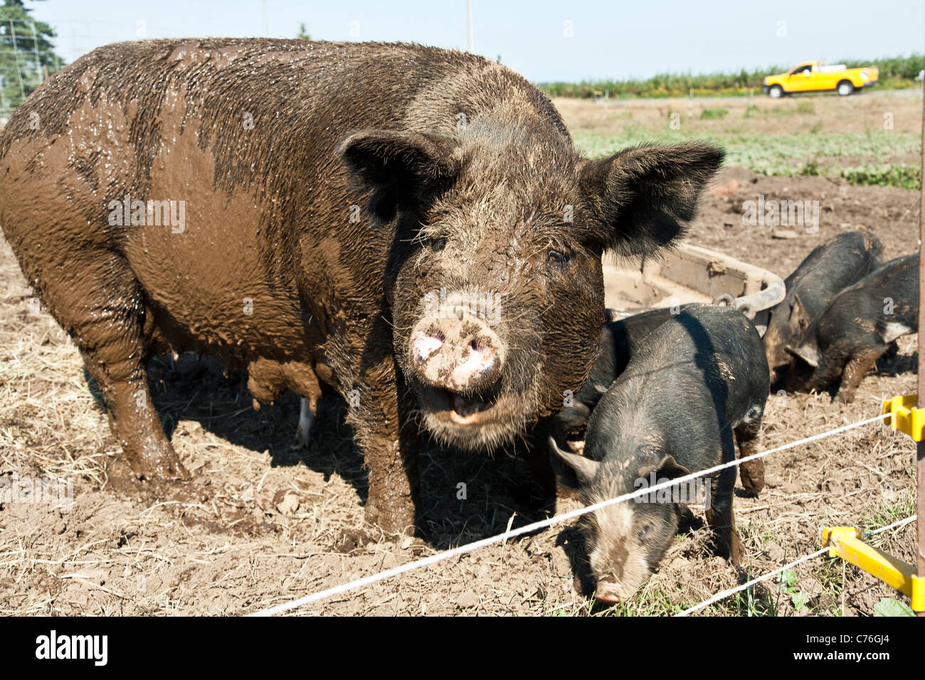 very large muddy sow behind electric fence with piglets on a beautiful ...