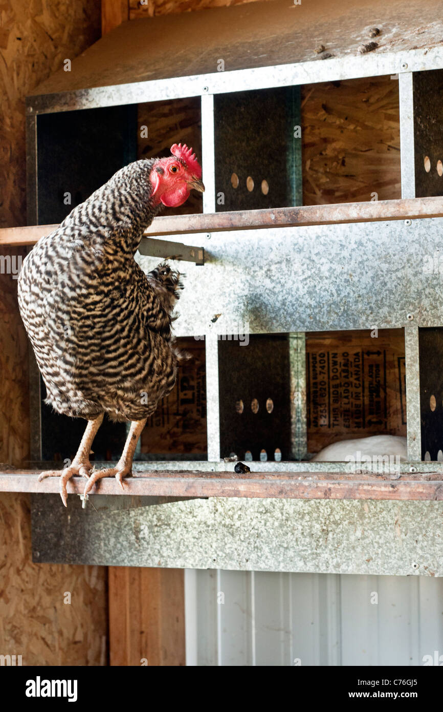 Hen house hi-res stock photography and images - Alamy