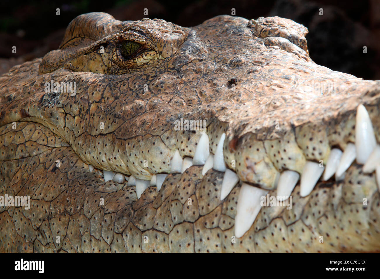 Crocodil hi-res stock photography and images - Alamy