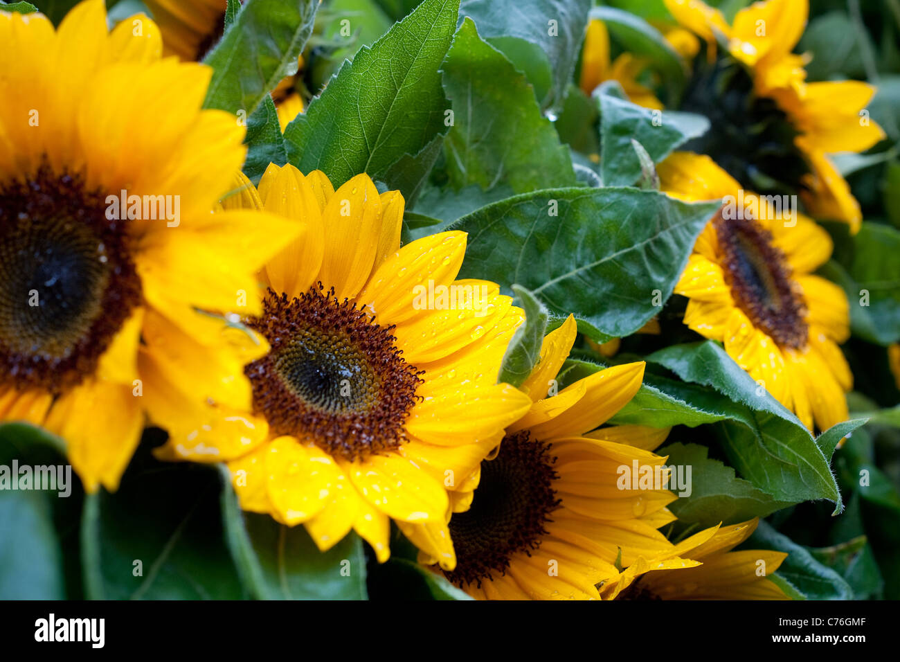 Closeup of beautiful sunflowers with drops of water Stock Photo - Alamy