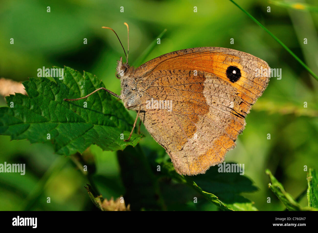 Maniola nymphalidae hi-res stock photography and images - Alamy