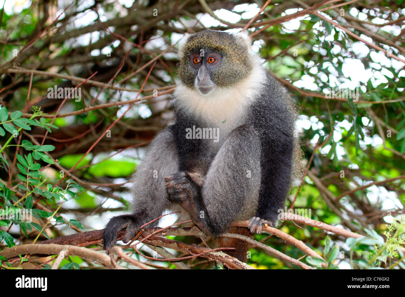 Sykes Monkey- Cercopithecus albogularis Stock Photo: 38868314 - Alamy