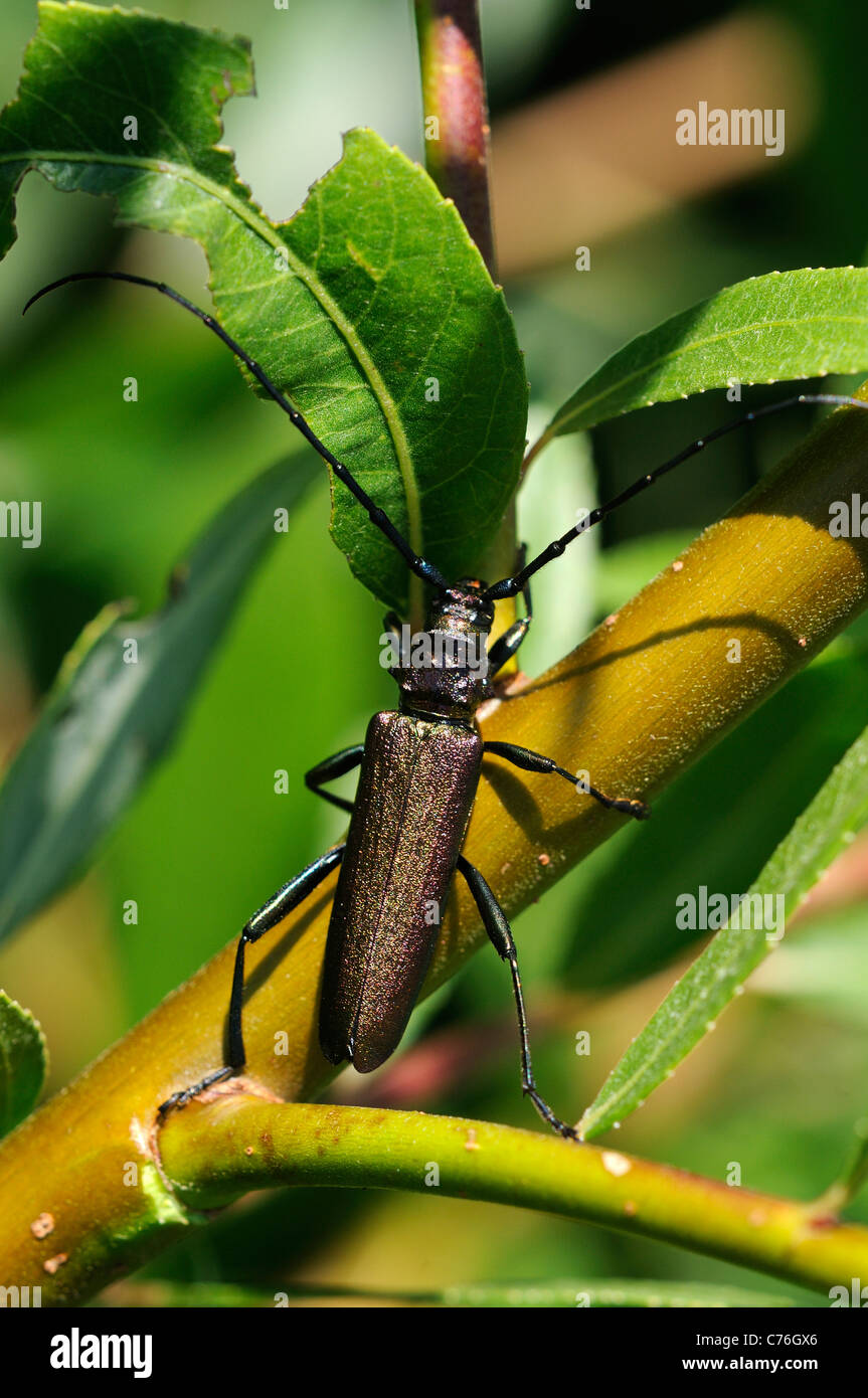 Aromia moschata musk beetle hi-res stock photography and images - Alamy