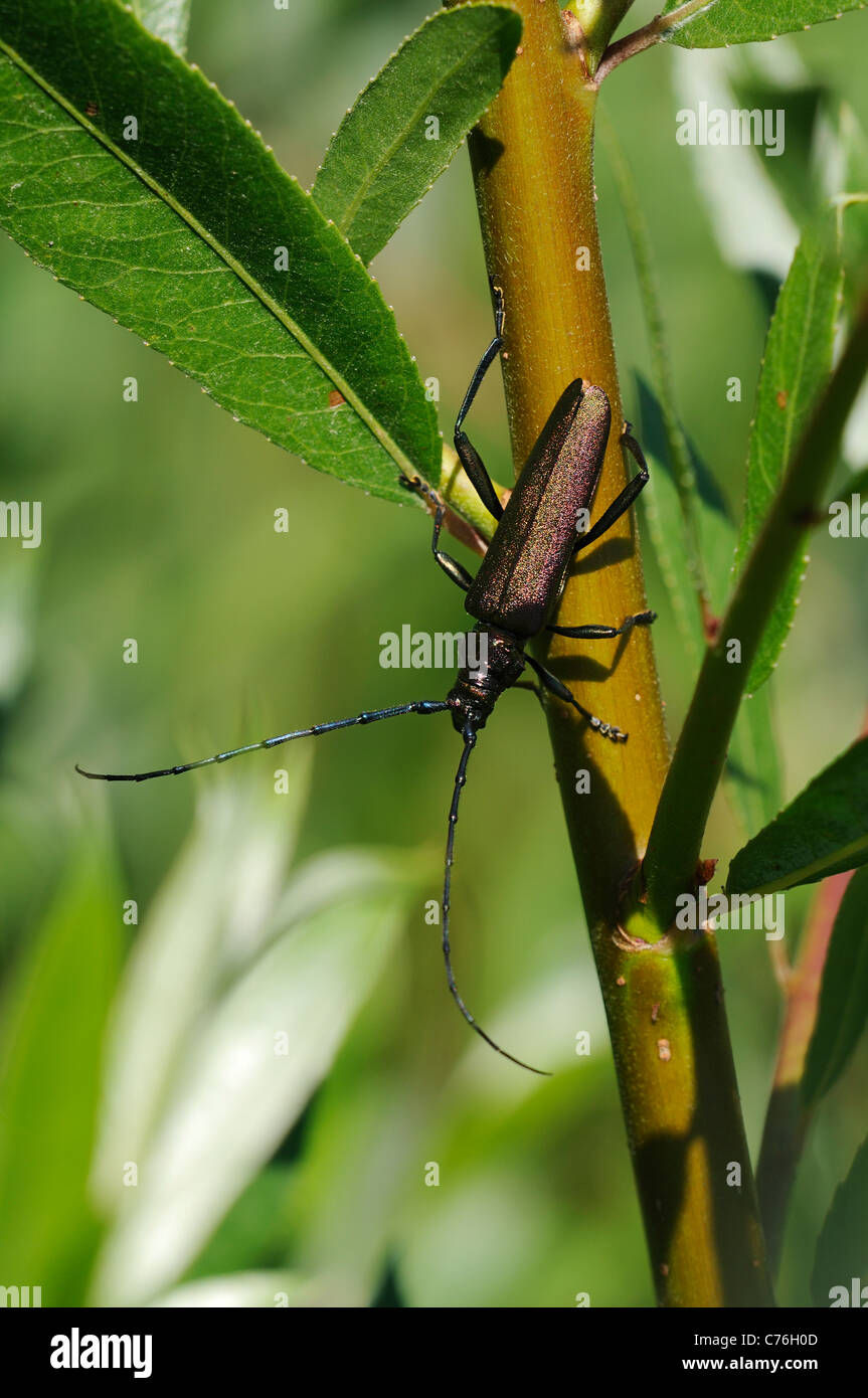 Musk beetle (Aromia moschata Stock Photo - Alamy