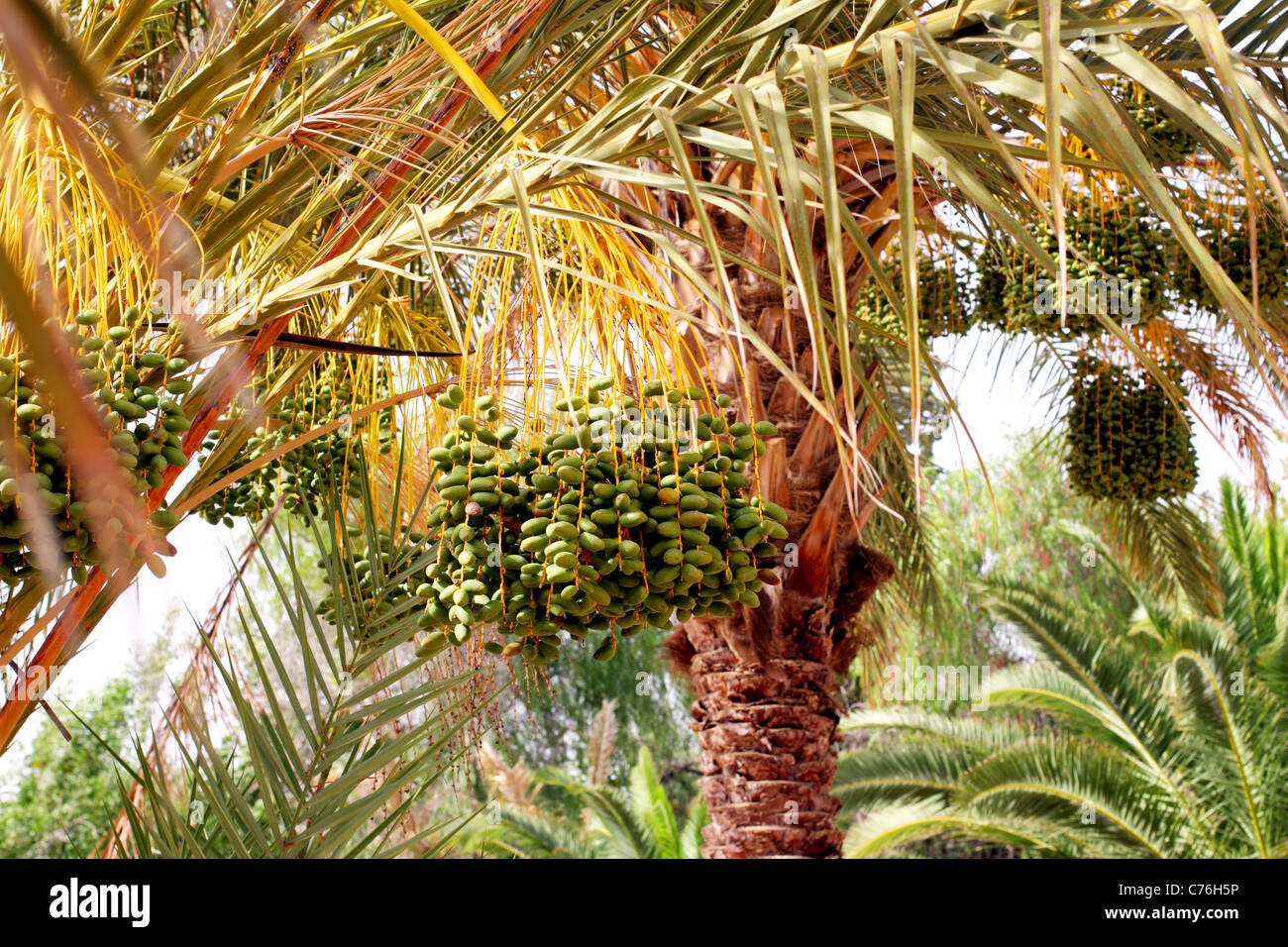 Bunches of dates on the palms Stock Photo - Alamy