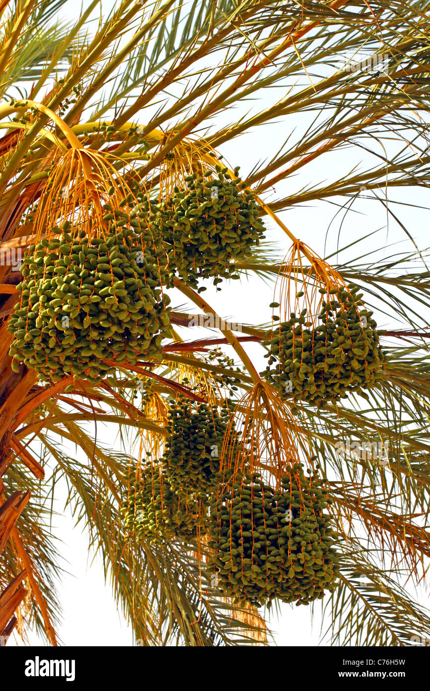 Bunches of dates on the palms Stock Photo - Alamy