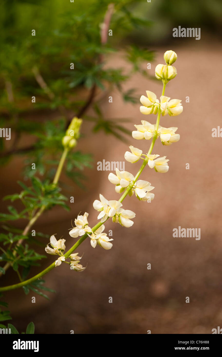 Tree lupin hi-res stock photography and images - Alamy