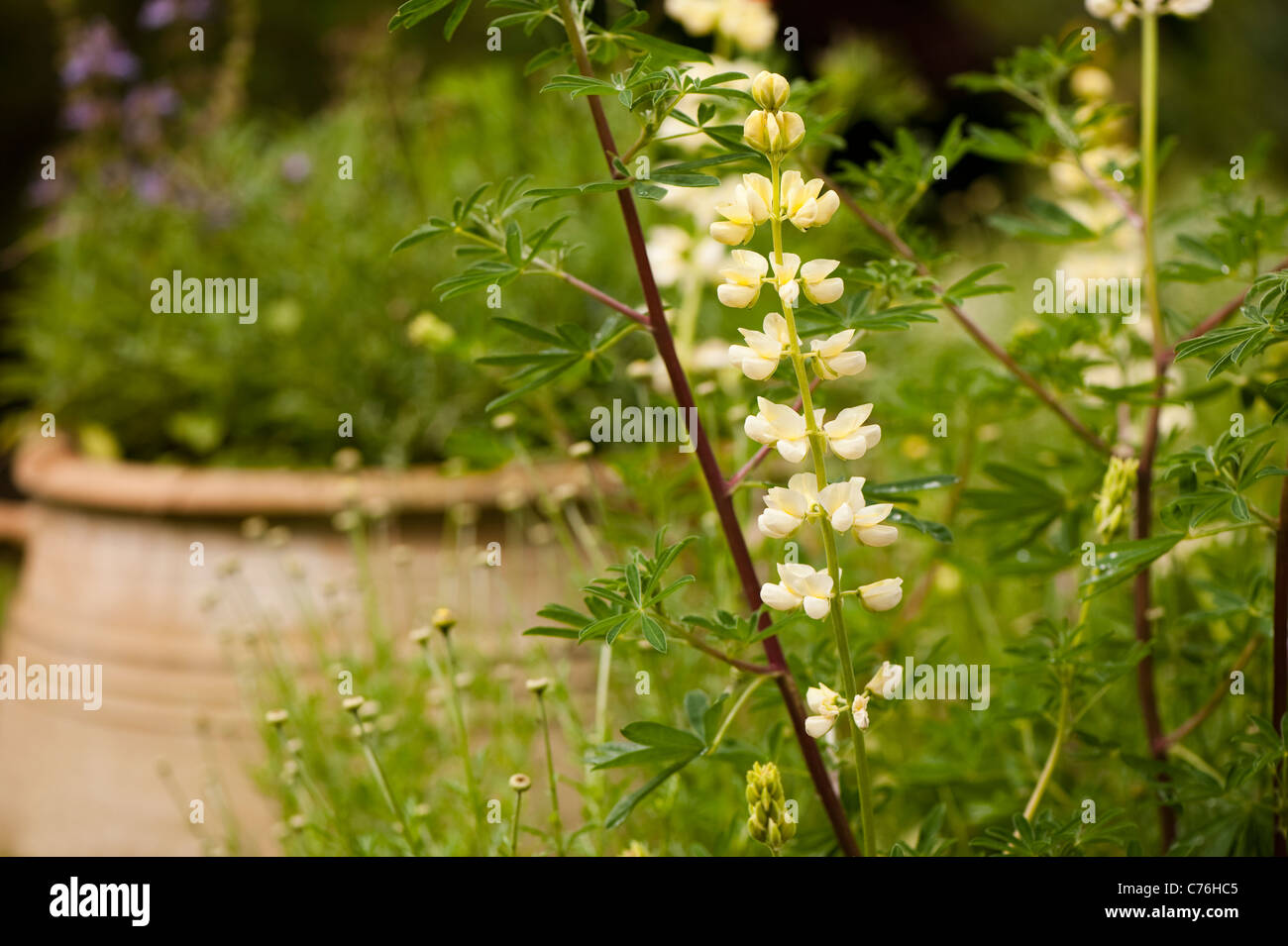 Lupinus arboreus, Tree Lupin, in flower Stock Photo - Alamy