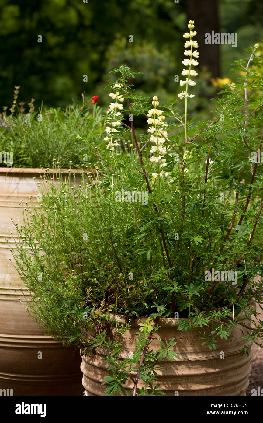 Lupinus arboreus, Tree Lupin, in flower Stock Photo - Alamy