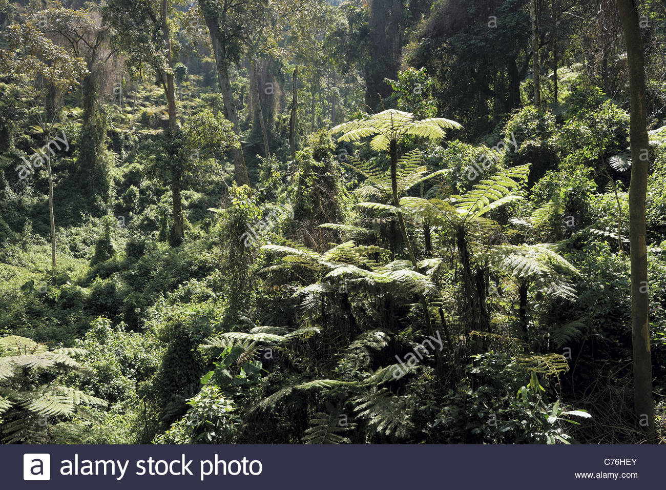 Nyungwe Forest Stock Photos & Nyungwe Forest Stock Images - Alamy