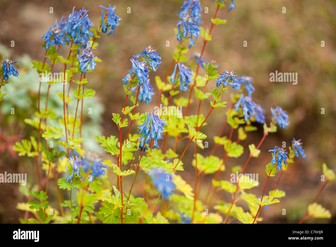 Corydalis elata in flower Stock Photo - Alamy