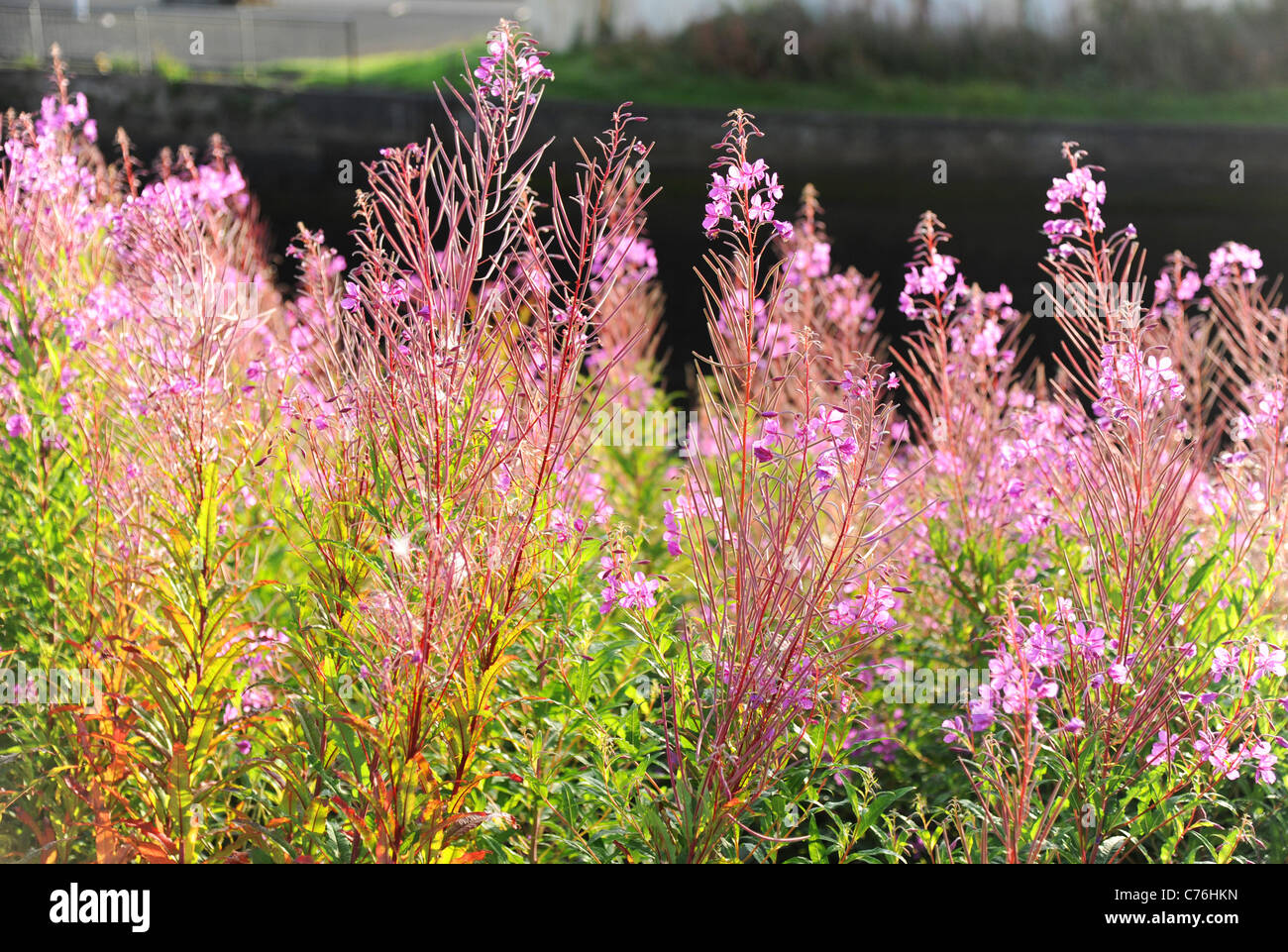 Swathes of Rosebay Willowherb, also known as fireweed. Common British ...