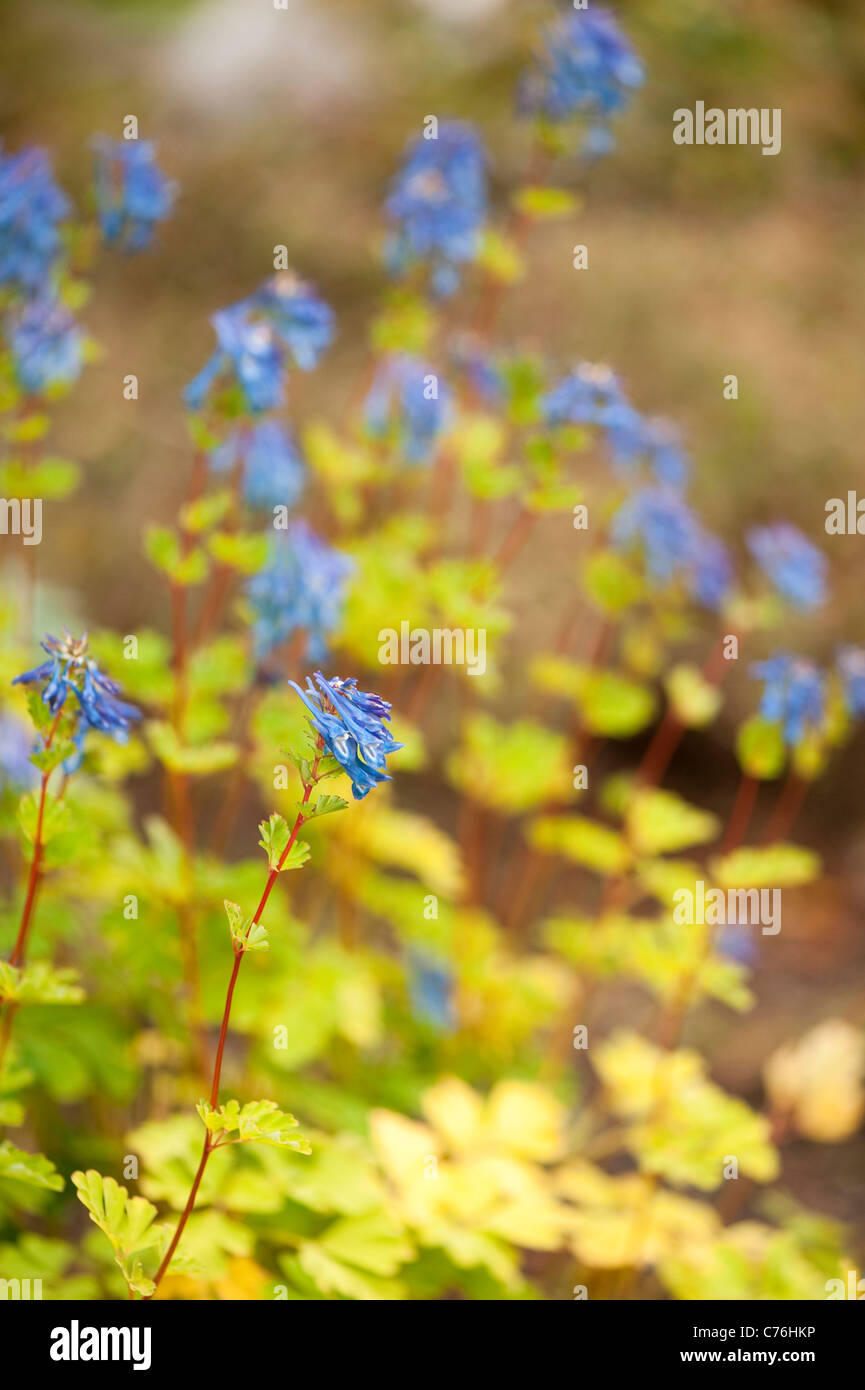 Corydalis elata in flower Stock Photo - Alamy