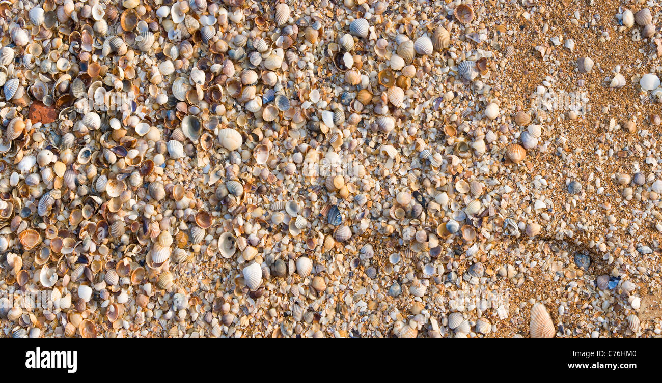 Great variety color shell on beach Stock Photo - Alamy