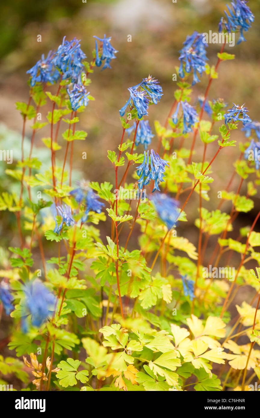 Corydalis elata in flower Stock Photo - Alamy