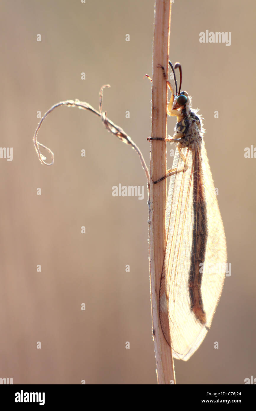 Transparent wing hi-res stock photography and images - Alamy