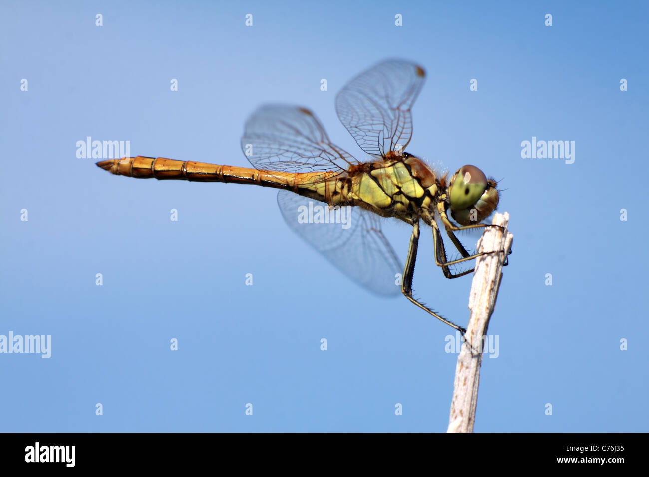 Dragonfly insect macro odonata hi-res stock photography and images - Alamy