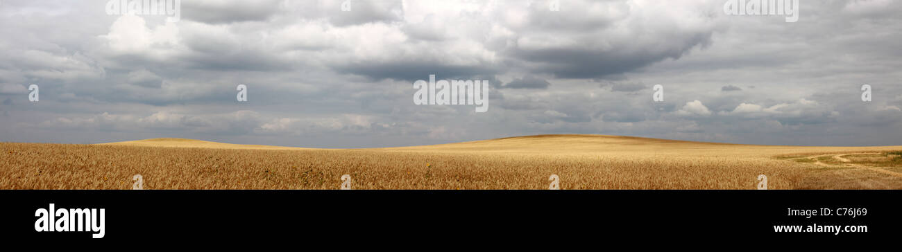 The panorama image of the Russian rye field Stock Photo - Alamy