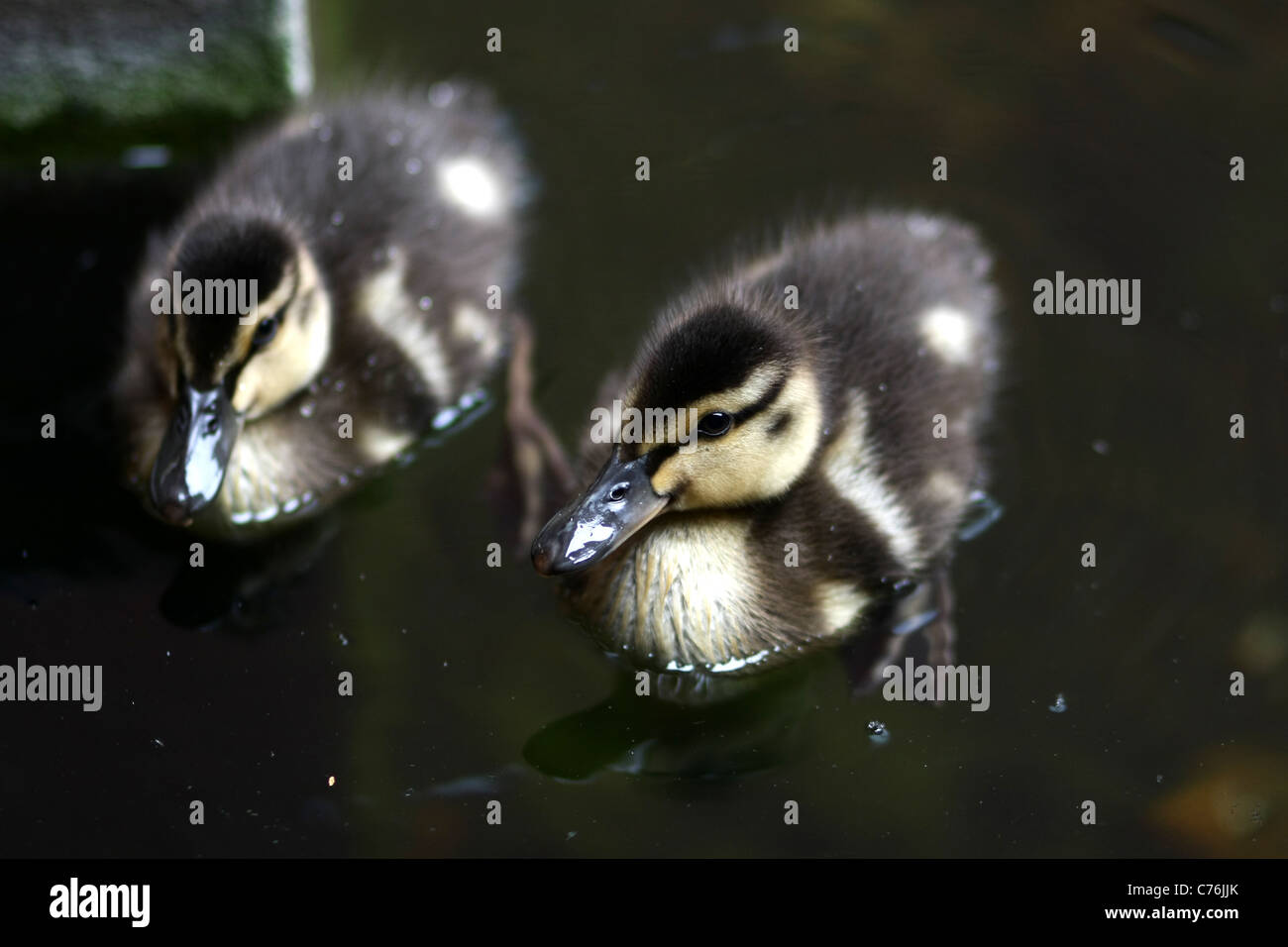 Grey ducklings hi-res stock photography and images - Alamy