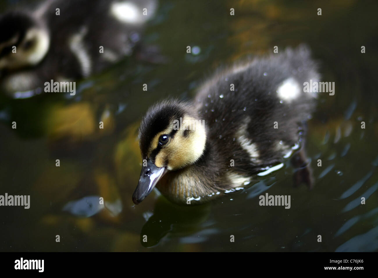 Grey ducklings hi-res stock photography and images - Alamy