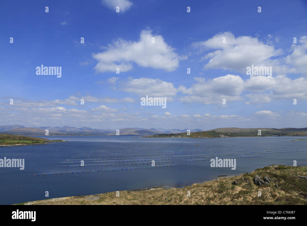 Mussel farming near Lauragh, The Beara Peninsula, Co Cork/Kerry border ...