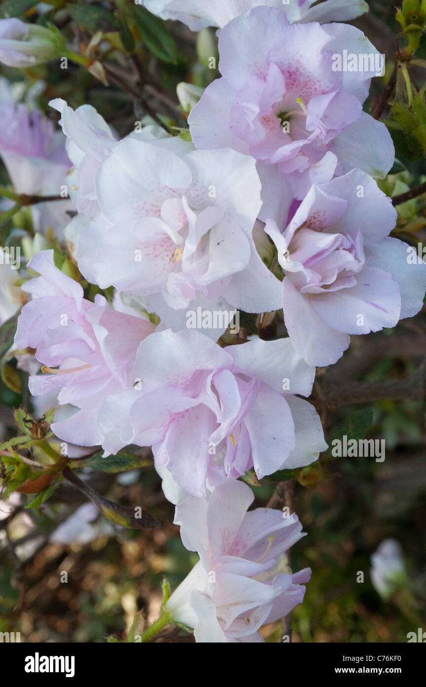 Australian azaleas hi-res stock photography and images - Alamy