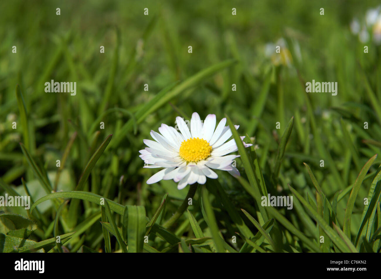Close-up of daisy flower growing in green grass Stock Photo - Alamy