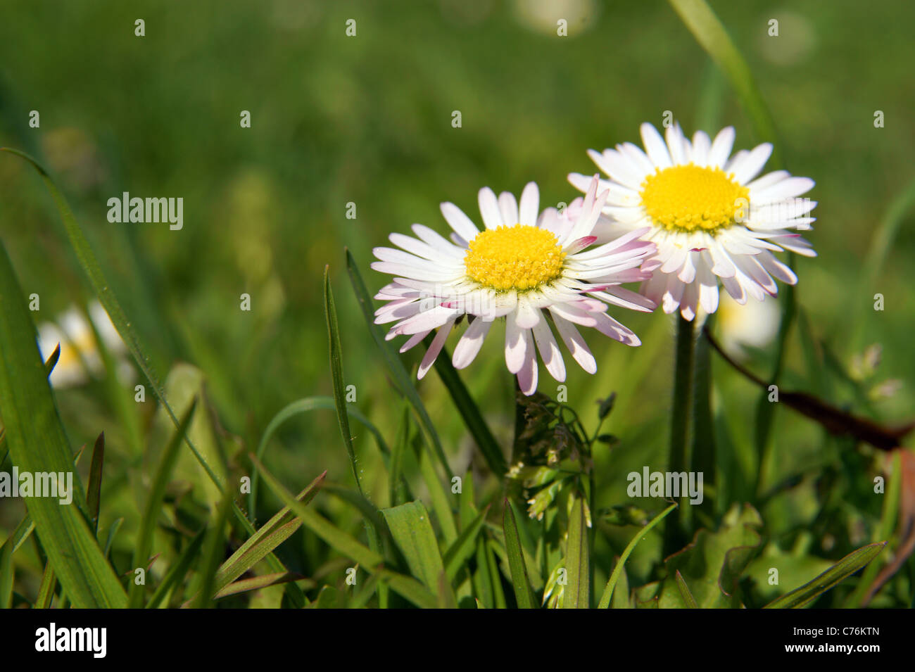 Close-up of daisy flower growing in green grass Stock Photo - Alamy