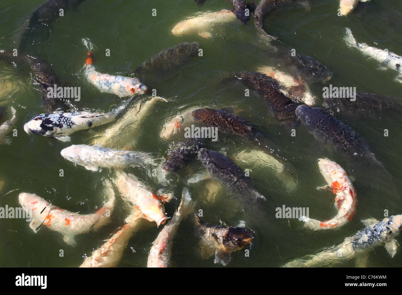 Japanese koi carp fish in a pond Stock Photo - Alamy