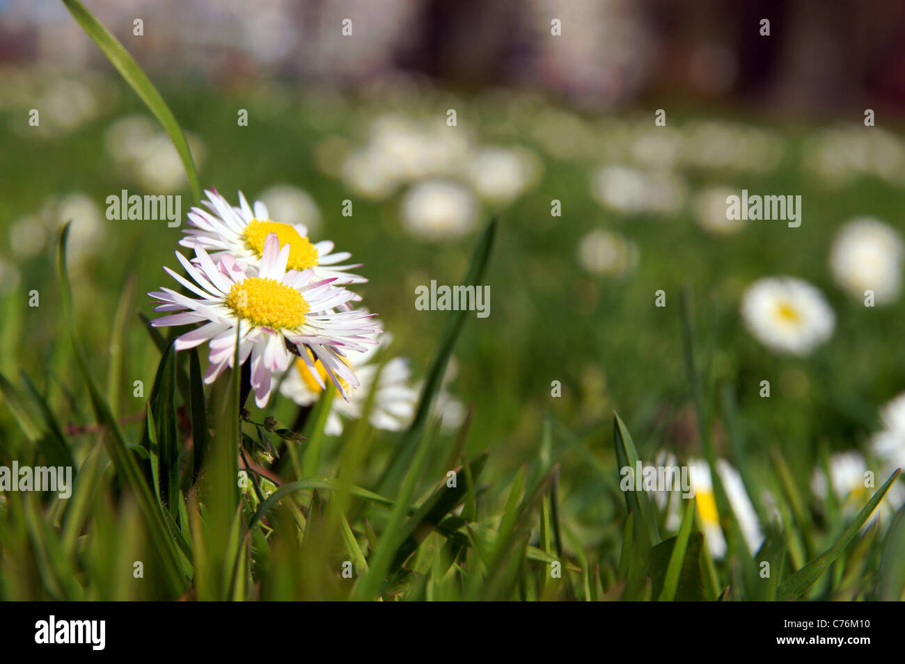 Close-up of daisy flower growing in green grass Stock Photo - Alamy