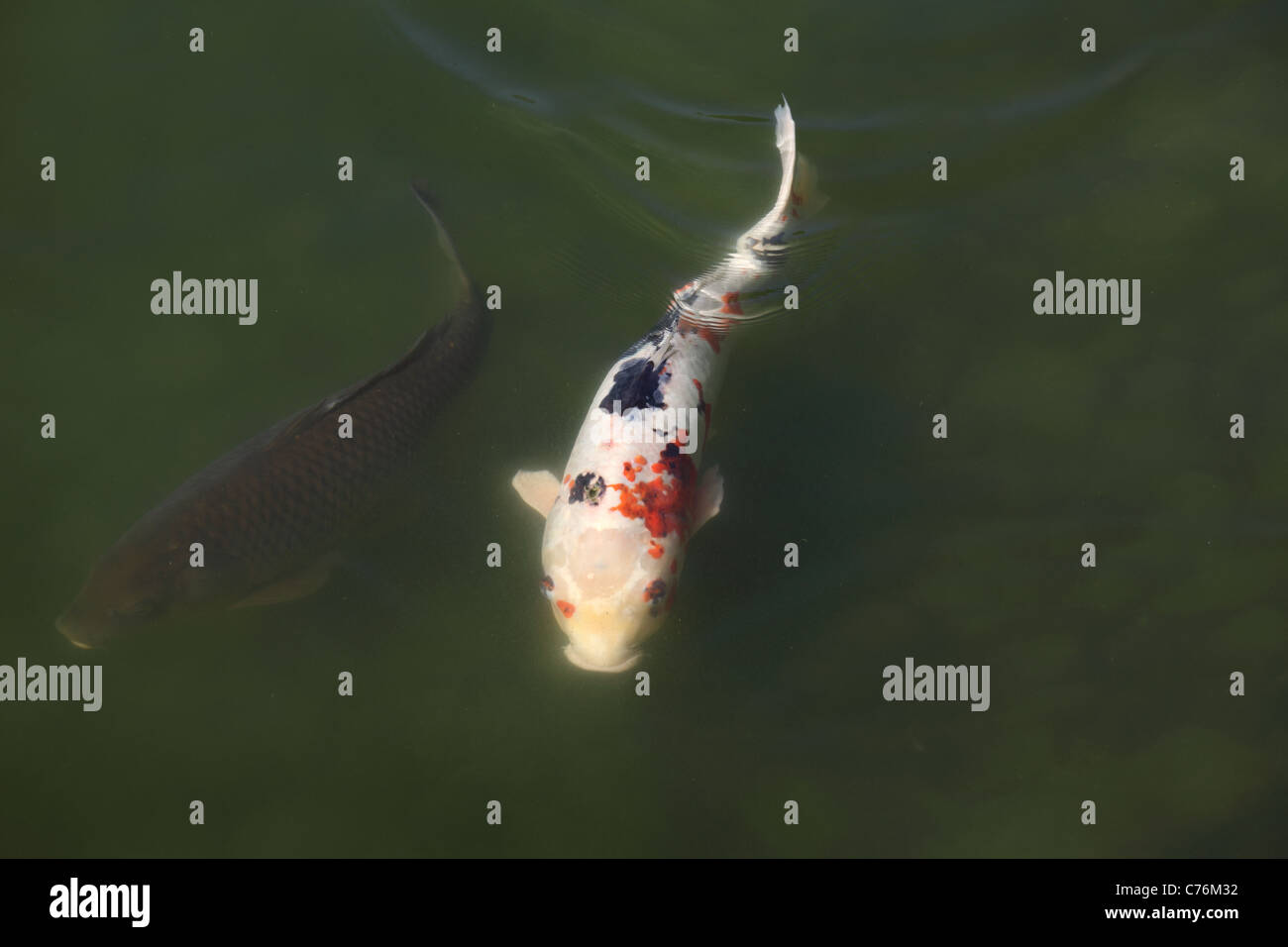 Japanese koi carp fish in a pond Stock Photo - Alamy