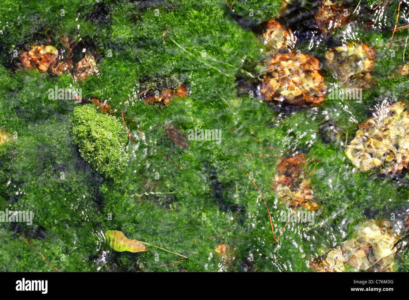 Algae in the river, riverbed colored green Stock Photo - Alamy