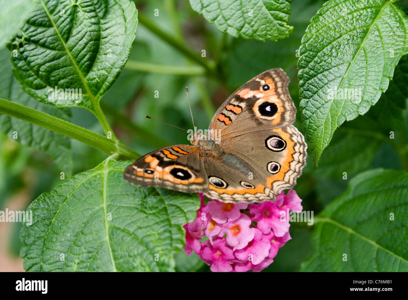 Mangrove buckeye butterfly (Junonia genoveva), upperside view ...