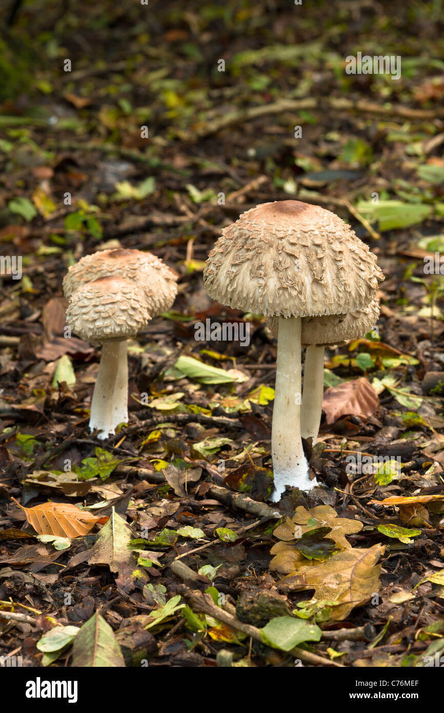 Shaggy Parasol, Macrolepiota Rhacodes fungi in Autumn woodland, Burton ...
